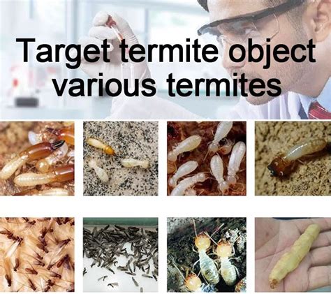 Termite Prevention Dpp Anay Powder Termite Killer Powder Anay Powder