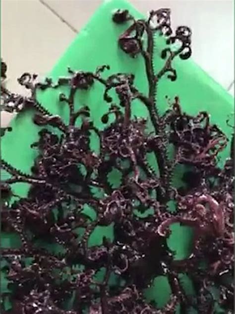 Alien With Thousands Of Thrashing Tentacles And No Face Found Washed