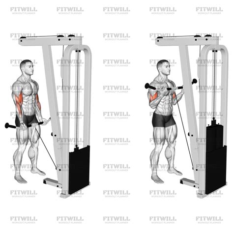 Cable Curl Exercise Guide Video Techniques Benefits How To Muscles Worked Tips And Tricks