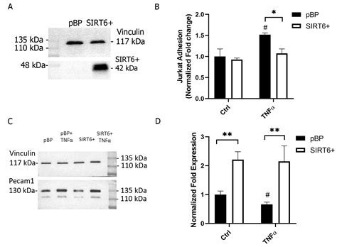 IJMS Free Full Text Sirtuin Regulates The Activation Of The ATP Purinergic Axis In