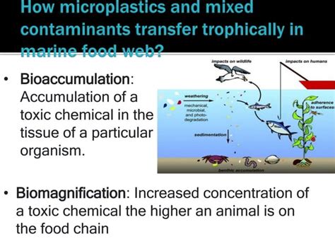 Trophic Transfer Of Microplastics And Mixed Contaminants In The Marine Food Web And Implications