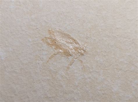 Solnhofen Insect Fossil Fossil Cave