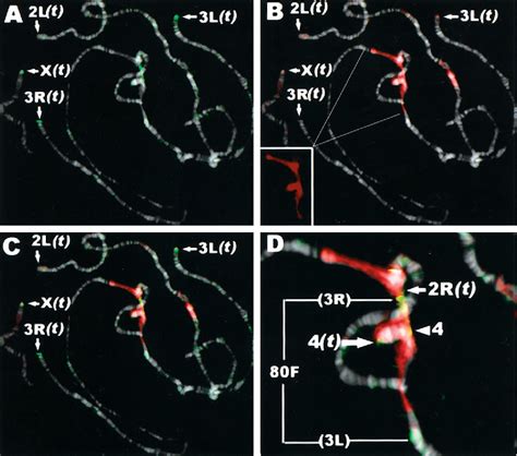 Figure 1 From Drosophila Heterochromatin Protein 1 Hp1origin