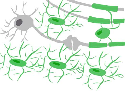 How Do Interactions Between Neurons And Oligodendrocytes Regulate