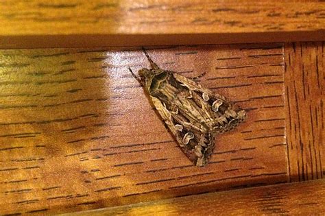 Watch Guy Goes In On Wyoming Moths