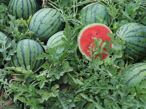 Lubenica Pepita F1 Mini Agrotopvsg