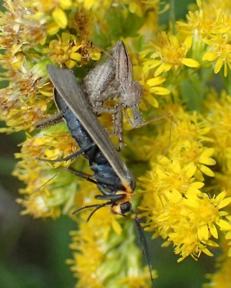 2 Assassin Bugs Prey Scape Moth Sinea Bugguidenet