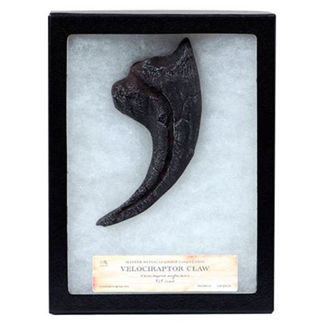 Velociraptor Fossil Claw