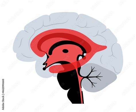 Ventricular System Anatomy Stock Vector Adobe Stock
