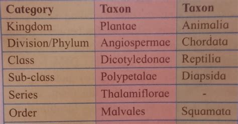 Taxonomic Categories Hierarchy Units Of Classification