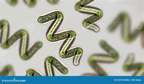 Spirulina Sp Algae Under Microscopic View X40 Cyanobacteria That Can