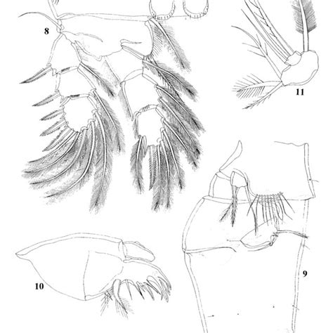 Mesocyclops Longisetus Longisetus Egg Cell A Picture Of The Download Scientific Diagram