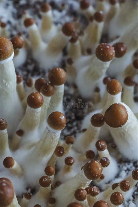 Microgrowing Of Psilocybe Cubensis Mushrooms Mycelium Of Psilocybin