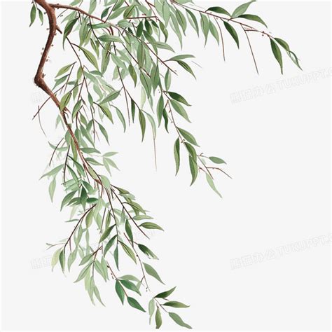 杨柳枝插画免抠元素png图片素材下载插画png熊猫办公