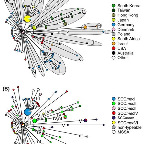 minimum spanning tree constructed from core genomic sequences of 135