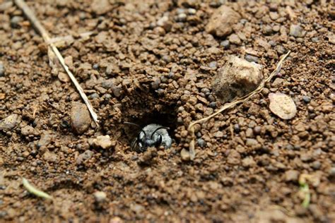 Ground Nesting Bee Entomology Today