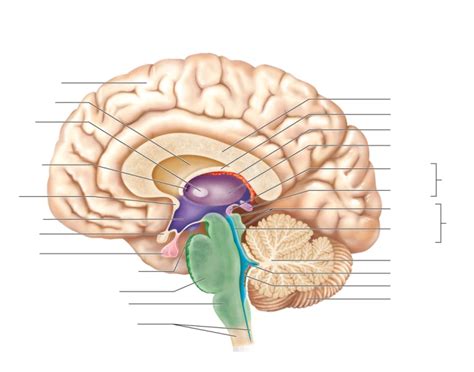 Brain In Half Quiz