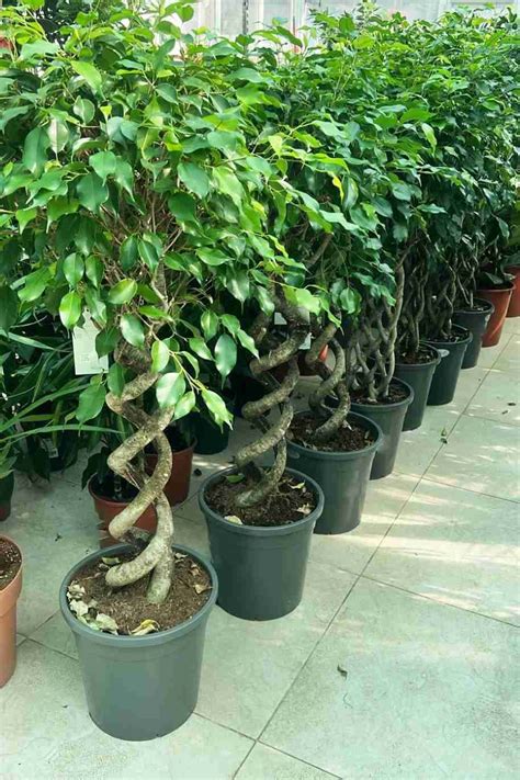 Buy Ficus Benjamina Exotica Double Spiral Uae