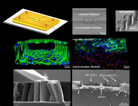 The Compartmentalized Microfluidic Device A Schematic Of The Double Download Scientific