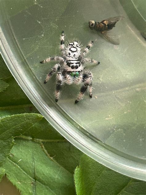 Regal Jumping Spider White Phase True Spider By Scarlets Spiders