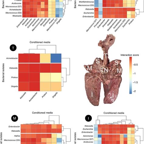 Interactions Between 15 Selected Bacterial Isolates From 14 Genera With