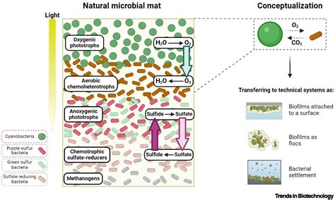 Cyanobacterial Biofilms From Natural Systems To Applications Trends In Biotechnology