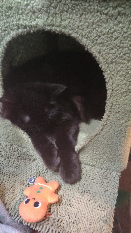 Discontinued Yaheetech Cactus 705 In Cat Tree