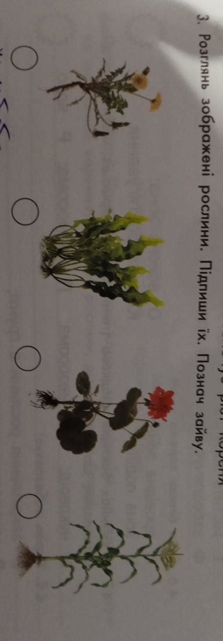 3 Розглянь зображені рослини Підпиши їх Познач зайву о Обґрунтуй свій вибір 2 б