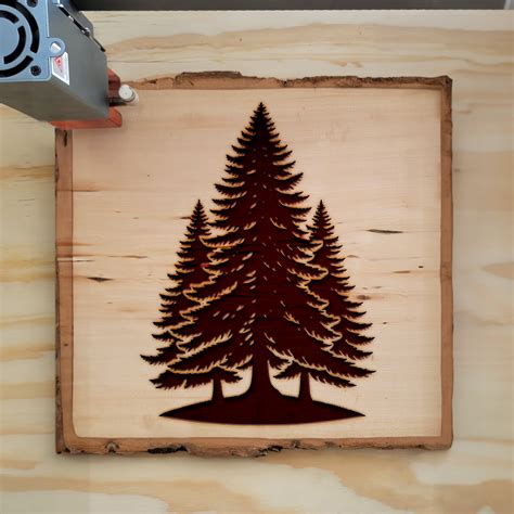 Mighty Douglas Fir Creative Meadow