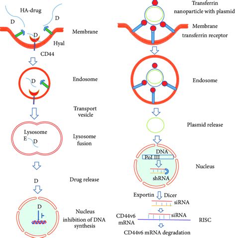 Exploitation Of Ha Cd44 Interaction For Anticancer Therapy 1 Ha Is