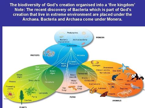 Five Kingdoms Of Living Things Created By Stella Kingdoms Of Life
