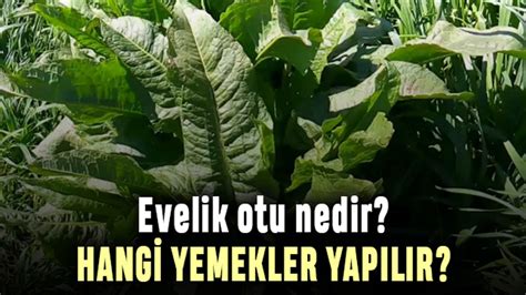 Evelik Otu Nedir Evelik Otu Ile Yapılan Yemekler Nelerdir Yaşam