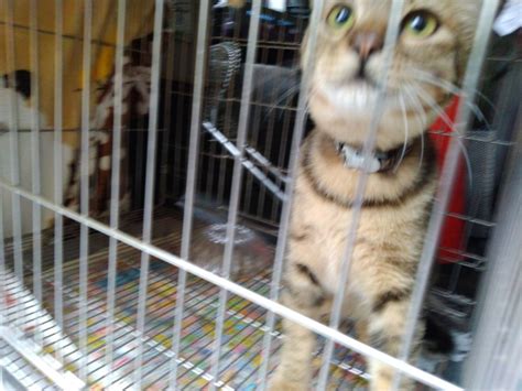 寵物詳細資訊 新北市政府動物保護防疫處認養平台網站 板橋2023120201