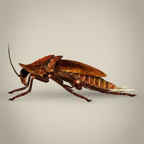 Fantasy Cockroach Fantasy Low Poly 3d Models Zbrush