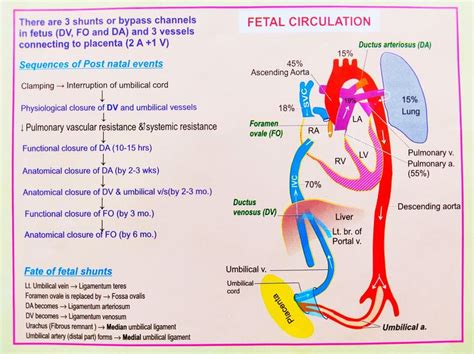 Fetal Circulation In 2025 Medical School Stuff Medical School