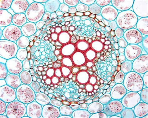 Mature Ranunculus Root In Cross Section