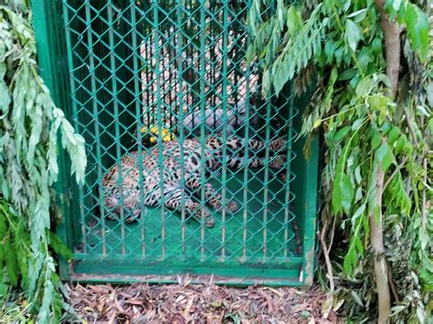 3 Leopards Caught 2 Bear Sightings Devotees Visiting Tirupati Face