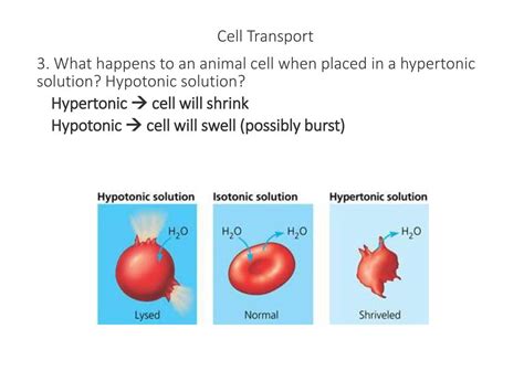 Midterm Study Guide Key Ppt Download