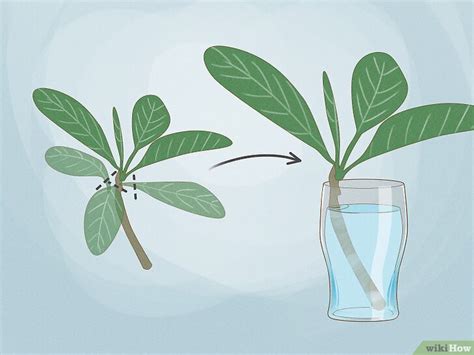 How To Propagate A Rubber Plant 3 Easy And Effective Ways