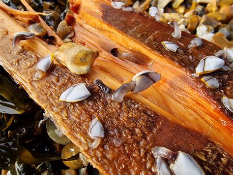 Gooseneck Barnacles R Ukecosystem