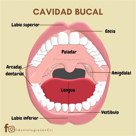 Cavidad Bucal Dental Instagram Profile Instagram