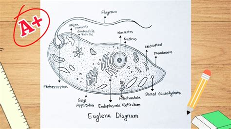 Euglena Diagram Drawing How To Draw Euglena Diagram Youtube