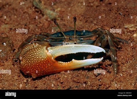 Fiddler Crab Uca Urvillei Hi Res Stock Photography And Images Alamy