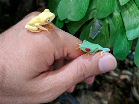 Albino Red Eyed Tree Frog