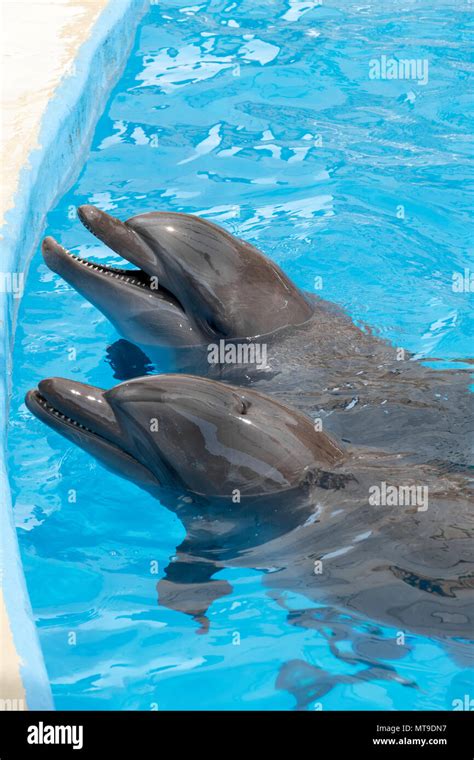 two dolphins in pool Stock Photo - Alamy