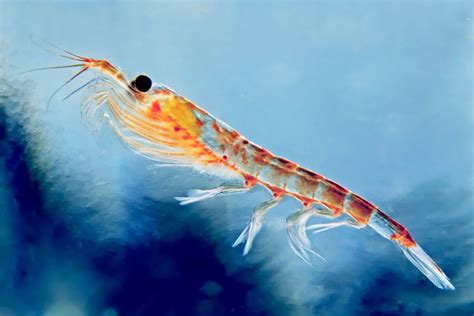 Krill Oil The New Fish Oil Biolayne