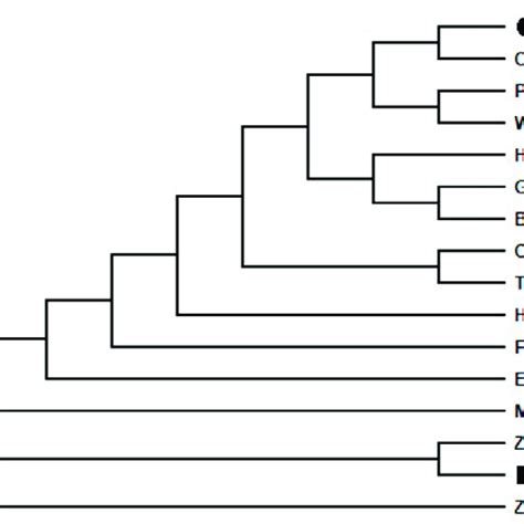 Schematic Diagram A Nucleotide And Deduced Amino Acid Sequences B Download Scientific