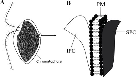 A Scheme Of A Cell Of Cryptophyta B Representation Of Structural