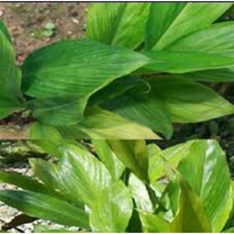 Daun Cemomokdaun Pijatdaun Kesing 3helai Shopee Malaysia