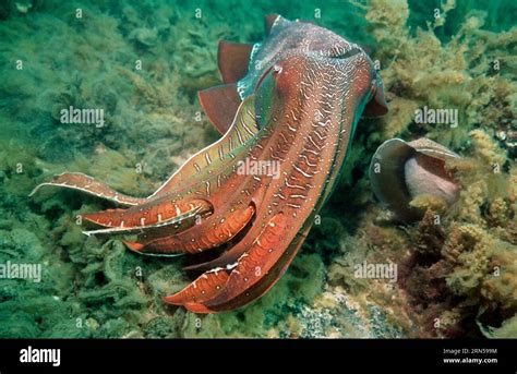 Giant Cuttlefish Sepia Apama Male Guarding Egg Laying Female Spencer